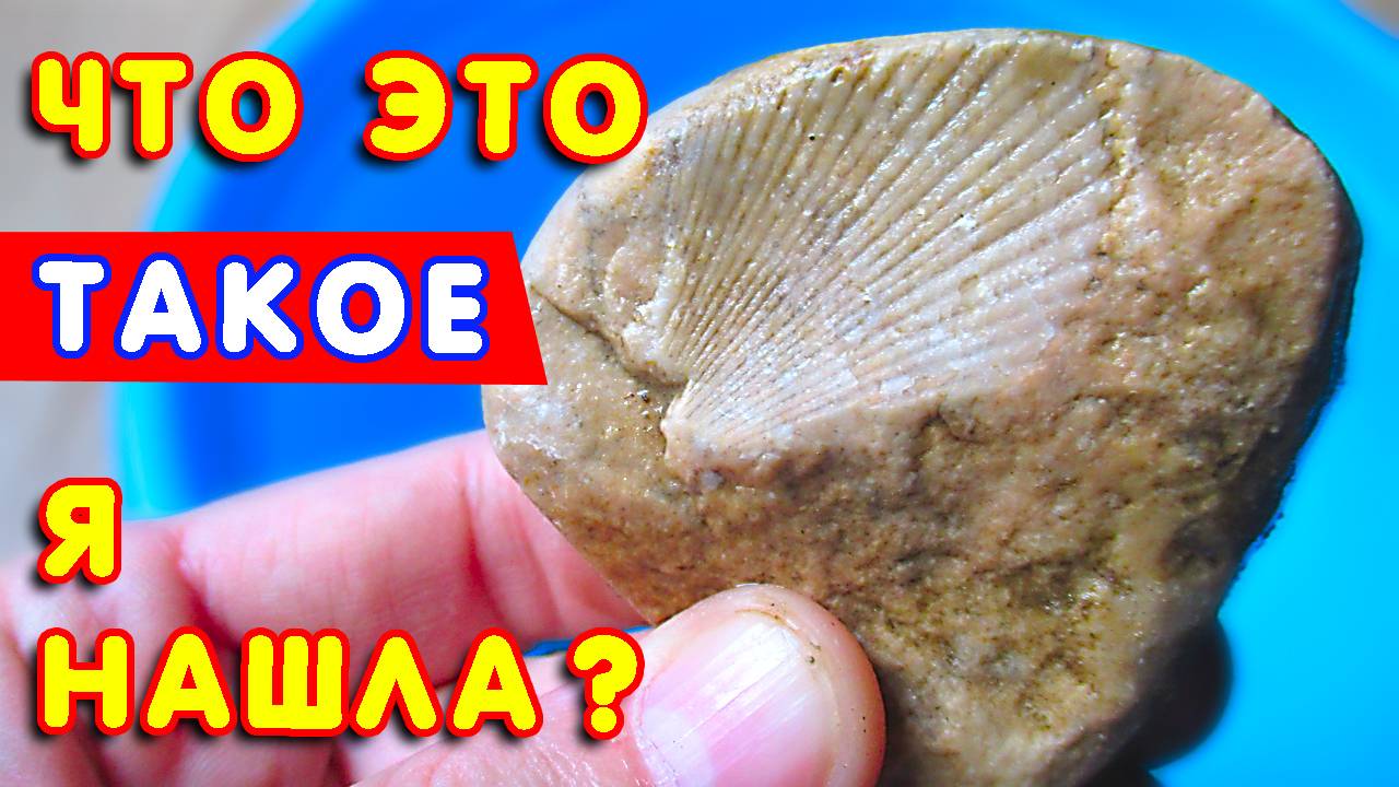 🐚 Что СКРЫВАЕТ камень? 👣 Нашла ДОИСТОРИЧЕСКУЮ окаменелость со СТРАННЫМ отпечатком