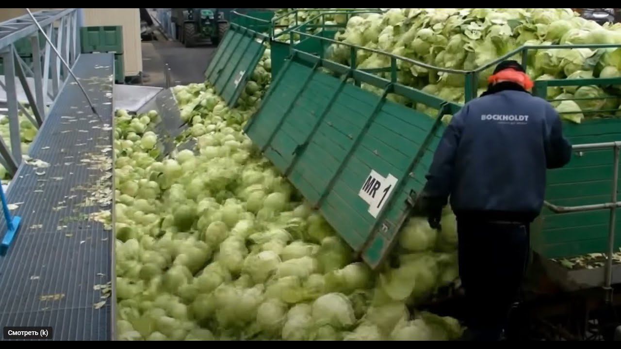 Как получить идеальную квашеную капусту:  секреты выращивания и засолки | Как это растёт?