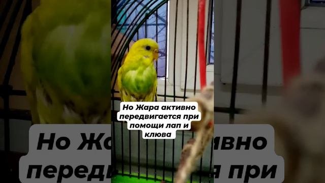 Жара - наш попугай инвалид