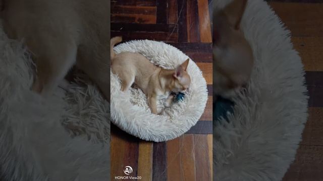 Новая лежанка для Карины.