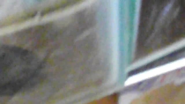 Игуана и Скорпионы