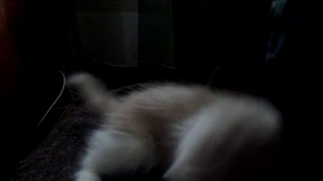 Мой Кот Харитон 3 часть 129 видео .