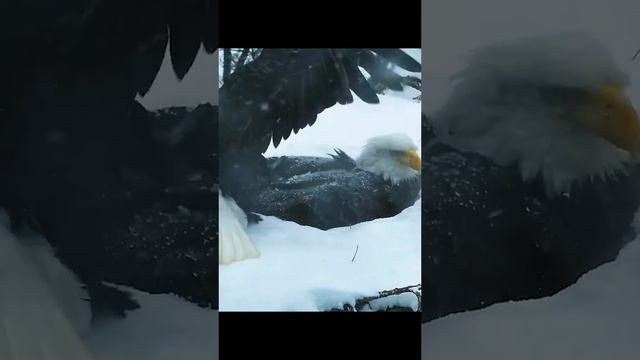 Орлиная семья