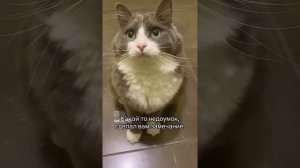 Кот учит жить, рассказывает, животные, юмор