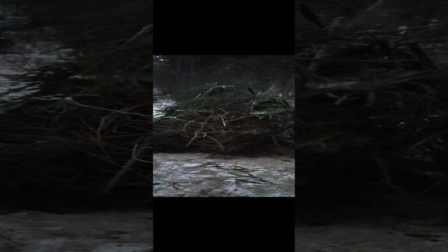 Зимовка пчел_ 29 ноября - Мороз - минус 20-25 градусов, а вот снега, как не было так и нет.mp4