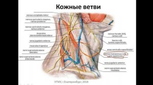 Шейное сплетение: формирование, ветви, области иннервации