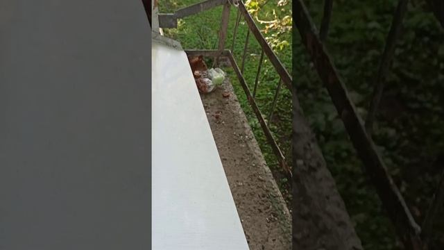 Белка крадёт орехи