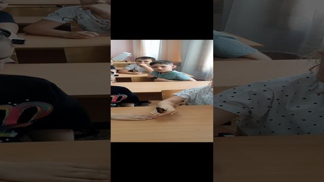 В школе тропические бабочки