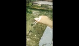 Растворимый собакен
