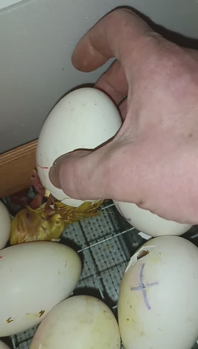 БРУДЕР ЗА 15 МИНУТ #брудер #корыто #сетка #керамика #лампа #шуруповёрт #болгарка #патрон #вилка #дв