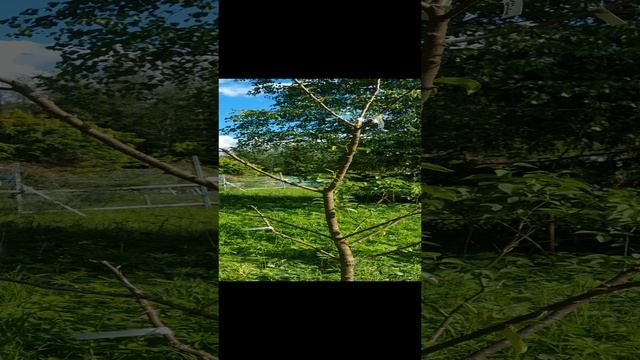 дерево сад груша с лета на зиму
