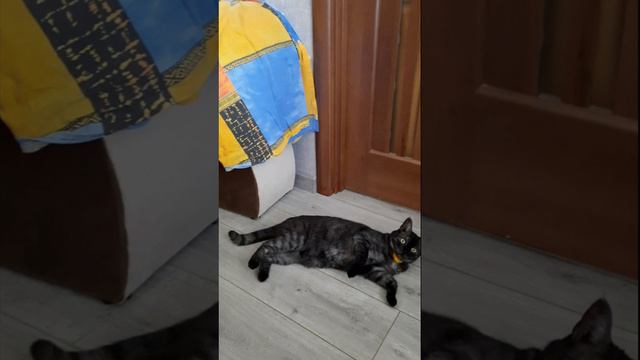 Команда "Попроси", моя кошка Багира😻