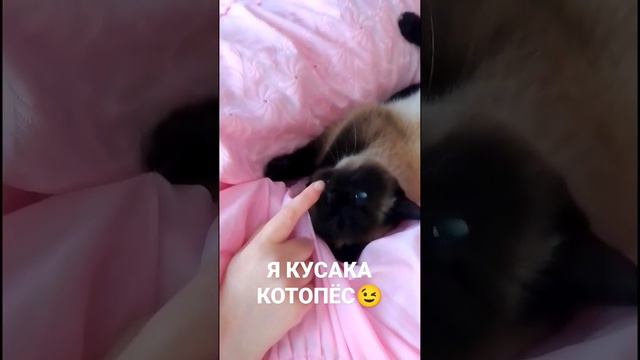 ТАЙСКАЯ КОШКА СМЕШНЫЕ МОМЕНТЫ ПРИКОЛЫ С КОШКАМИ