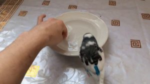 Как учить попугая купаться