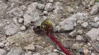 Оса (Vespula sp.) "разделывает" стрекозу