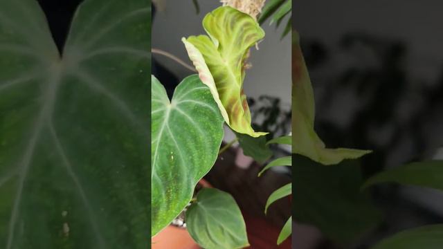 Веррукозум 🌿новый листик💚