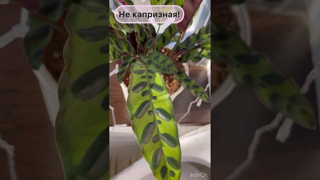 Калатея Лансифолия