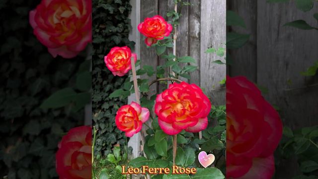 Leo Ferre