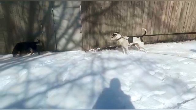 Щенки играют с Линдой