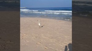 VID_1690351754405.mp4