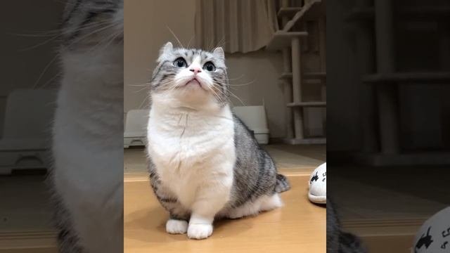бананчики (видео не мое!) #shorts