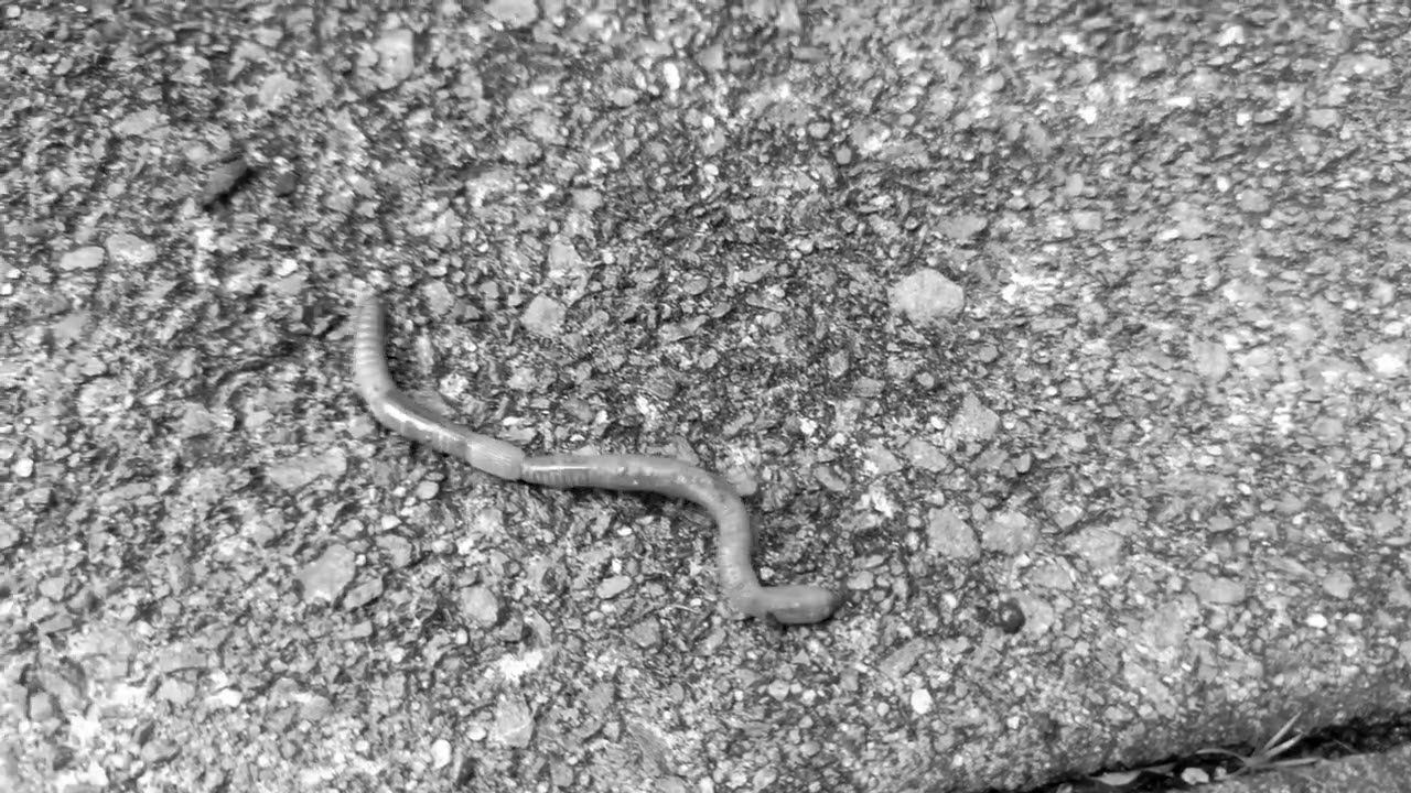 Lumbricus terrestris