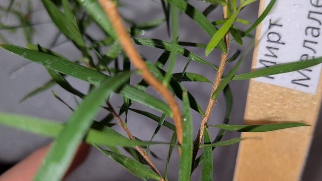 Мирт Мелалеука СП.