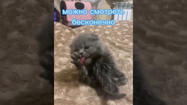 Знакомьтесь. Это милашка Ася. Согласитесь, на неё можно смотреть бесконечно?