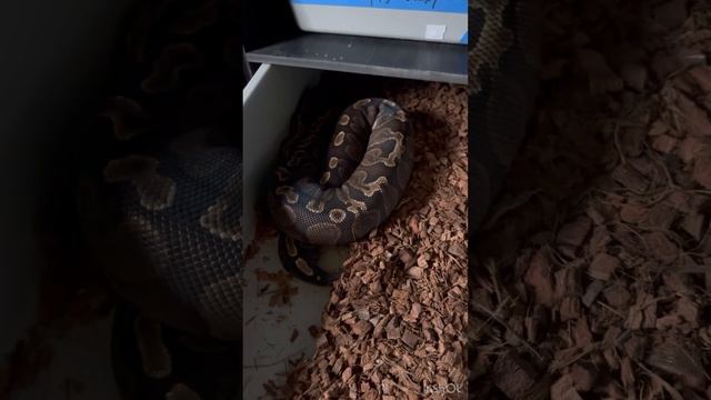 Ball Python pairings | CRAZY Texas weather = no power🆘 – смотреть ...