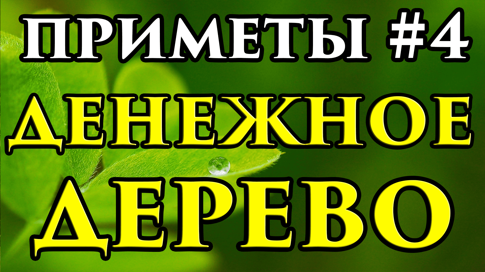 Как правильно посадить Денежное дерево - приметы ? - Маг Fose