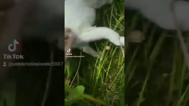 Какос играет в прятки