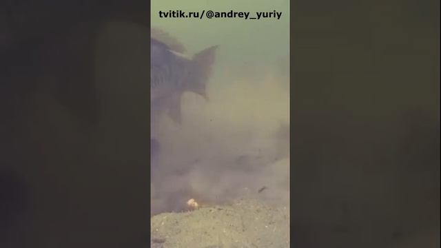 Речные красавчики #shorts (720p)