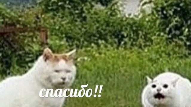 погладь меня