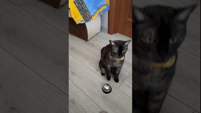 Команда "Звоночек", моя кошка Багира😻