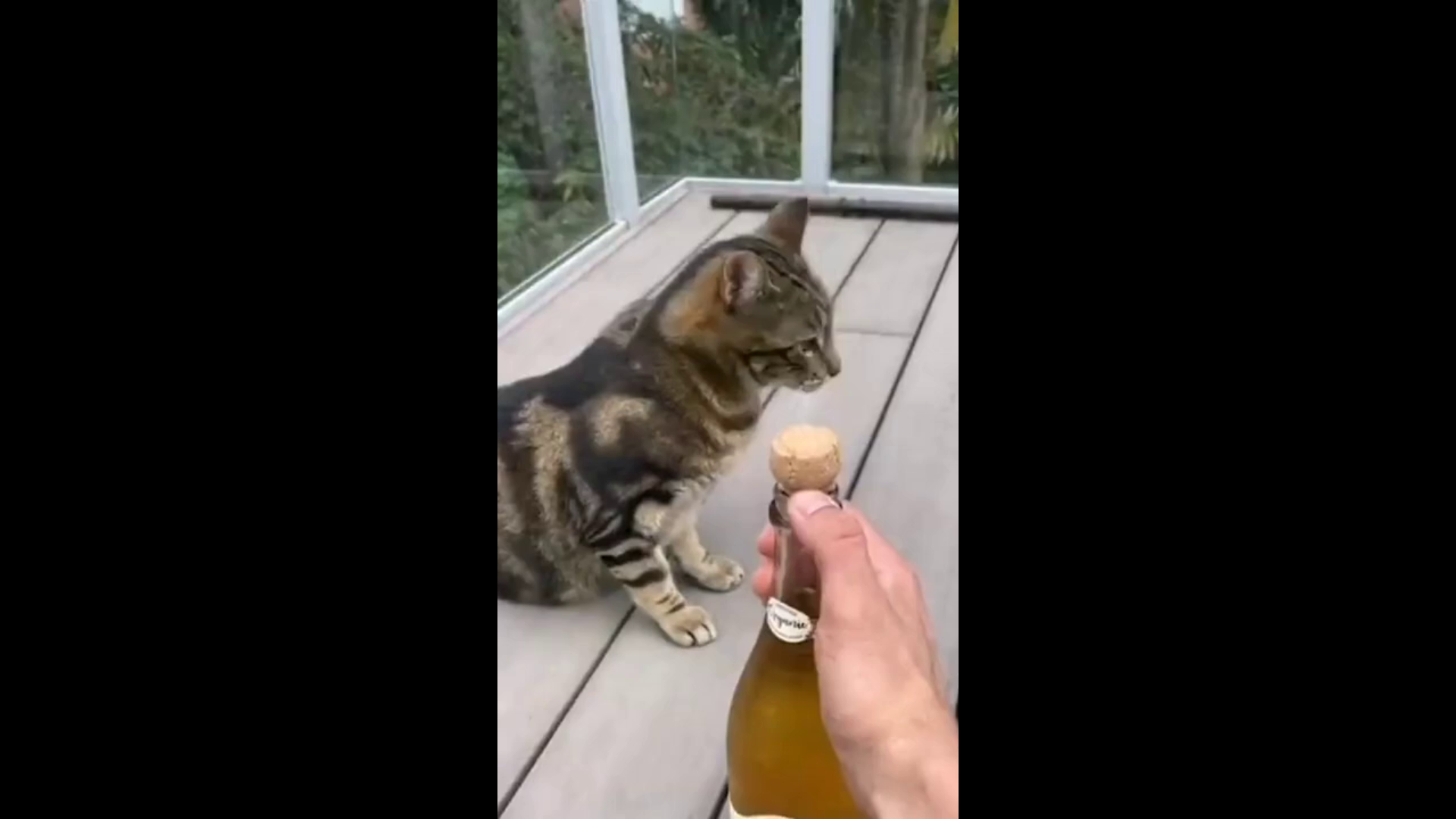 Прикол с котом ?