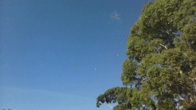 Летящие чайки