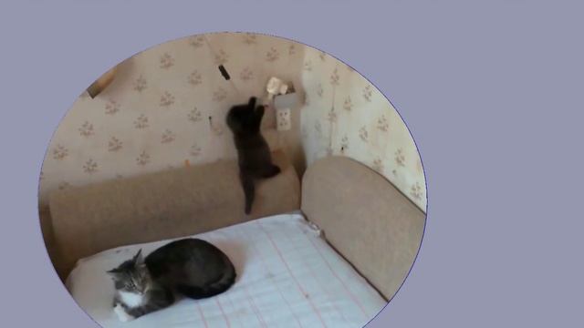 КЫСЯ.mp4