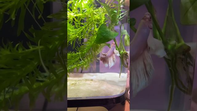 Welcome my new fish! #bettafish #slowmotion #freshwater #Aquarium #pets