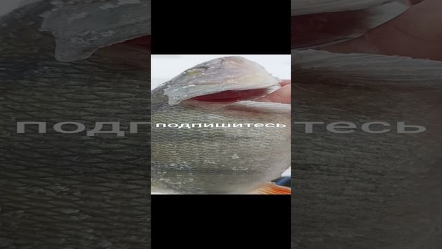 Крутой окунь