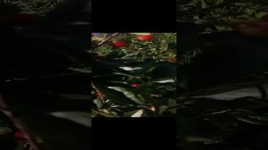 Сибирь //спеет вишня.