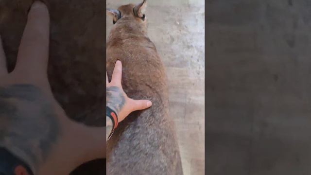 Могучий Каракал Шаня такая девочка нежная когда гуляет ♥️🐯 #caracal #каракал #cat #cute