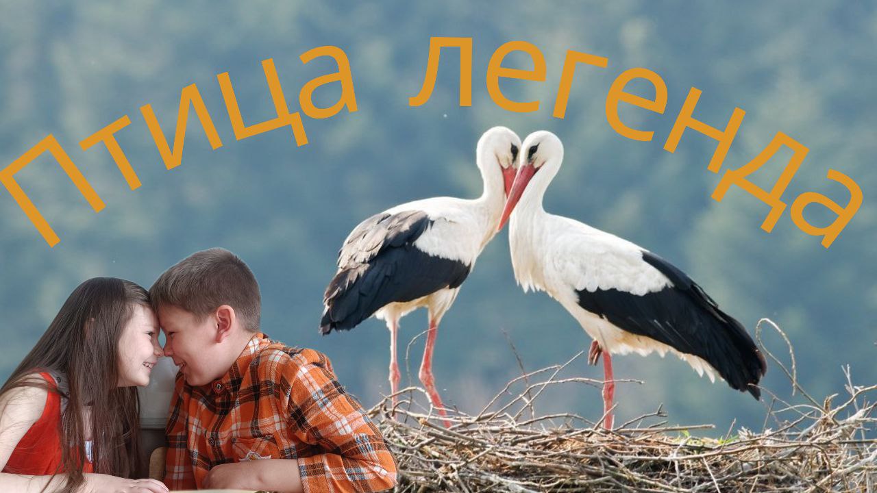 Аисты