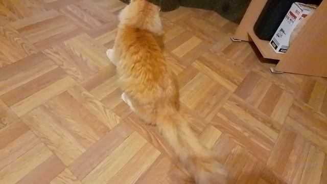 Новая игрушка для Барсика - палочки в мешке