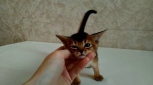 Абиссинские котята, 1 месяц. Помет ABYTRISS C..