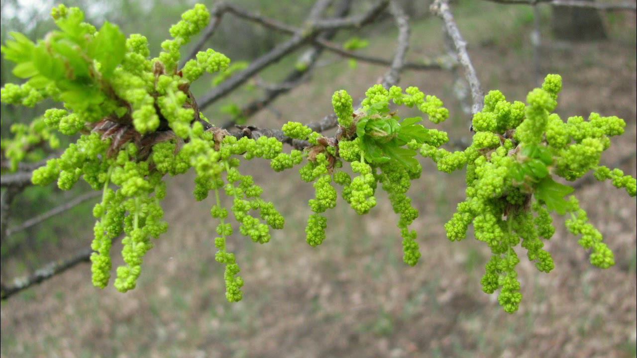 григ весной