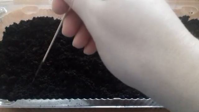 Как вырастить пионовидные астры .