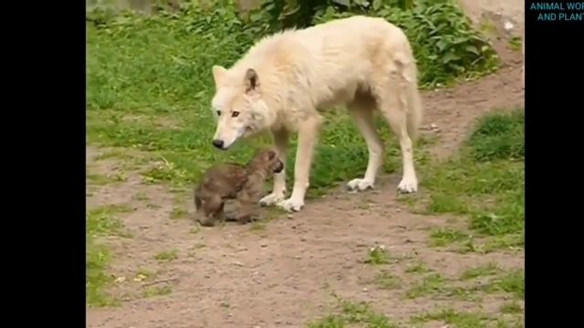 И кто здесь зверь