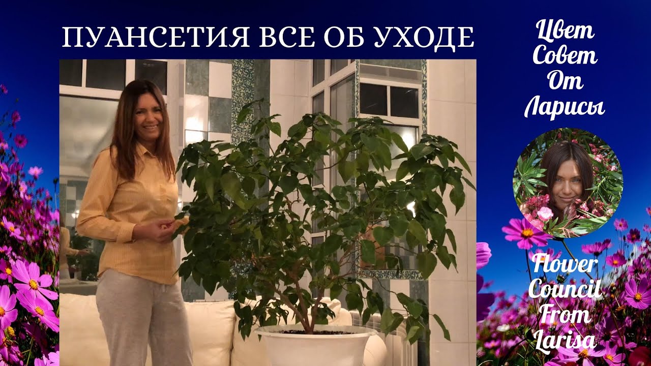 ПУАНСЕТИЯ УХОД 28.12.2019