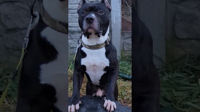 #amstaff #dog #stafford #амстафф #стаффорд #staff #собака #стаффордширскийтерьер #пес #pitbull