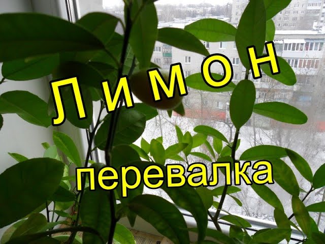 Перевалка лимона.